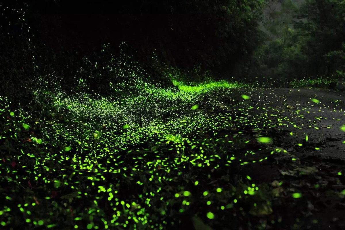Real Fireflies