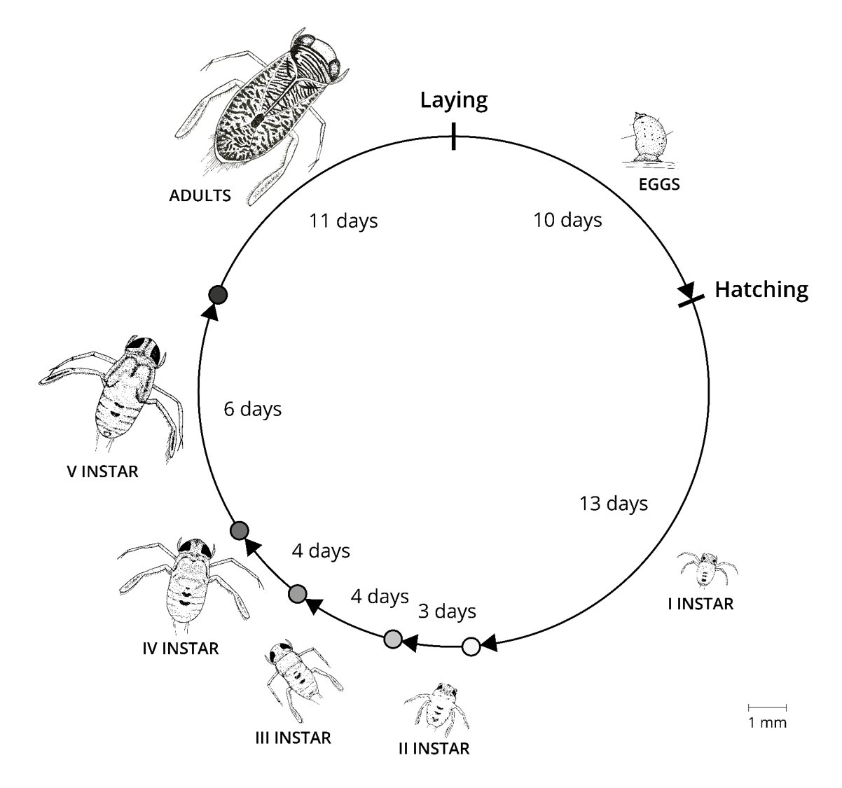 Tsetse Fly Life Cycle