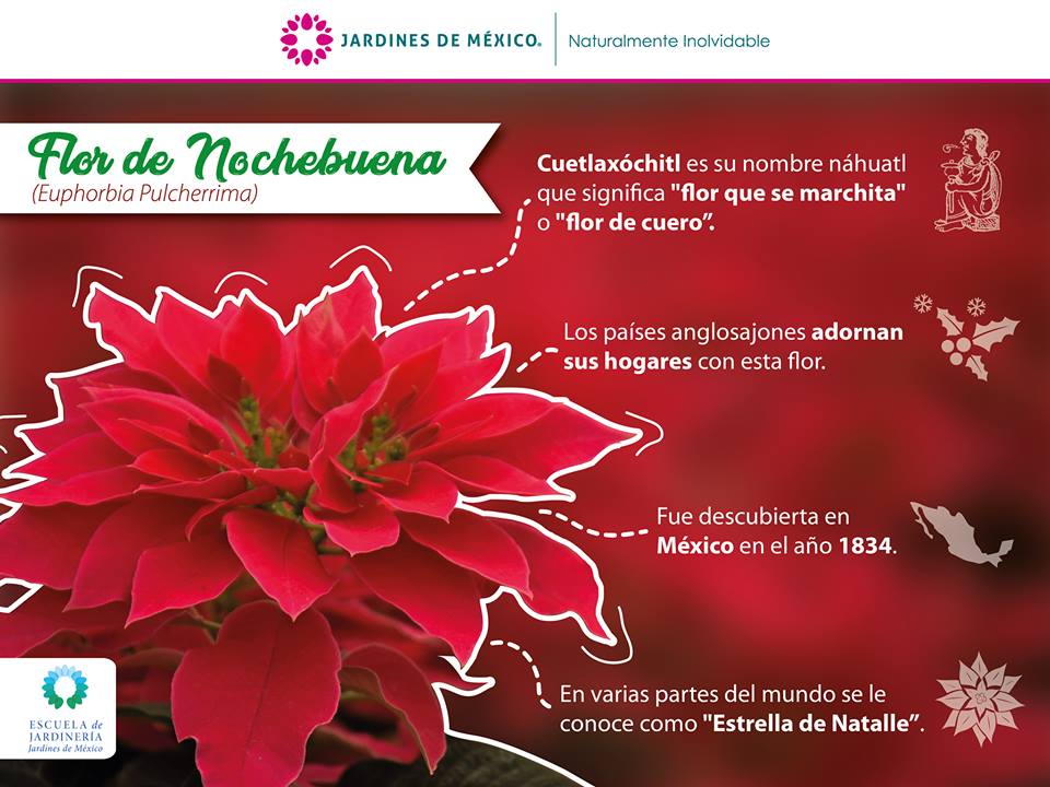 Details 300 imagen la flor nochebuena - Abzlocal.mx