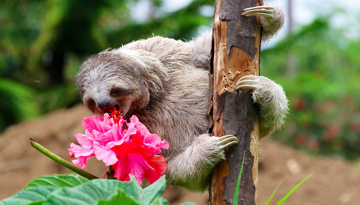 The sloth is a digestive athlete with a four-chambered stomach, says ...
