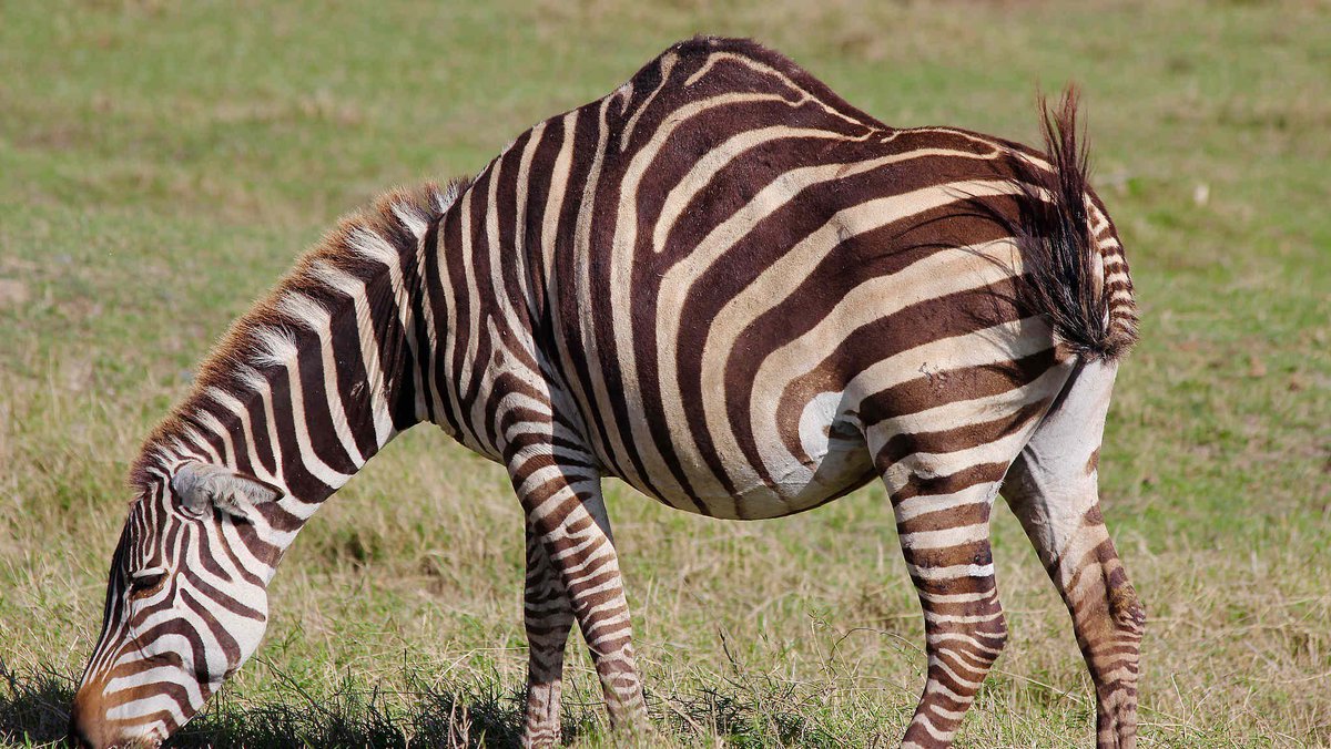 Genetic Mutation In Animals