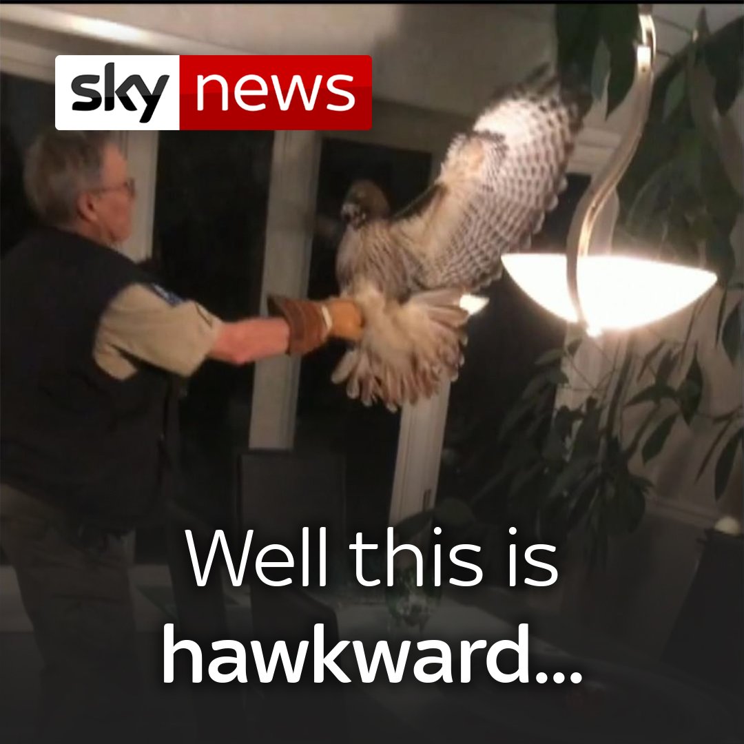 Hawkward Hawk