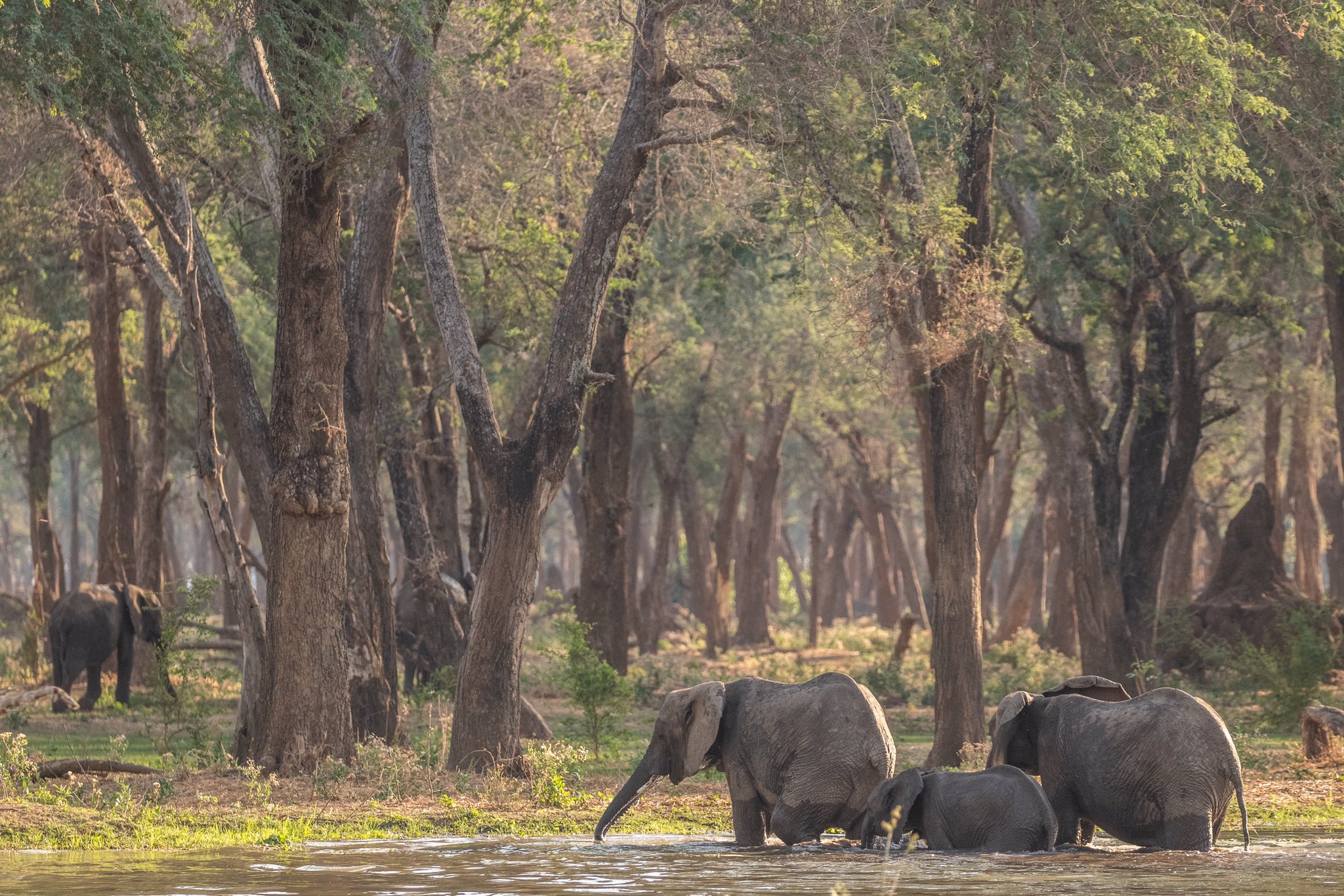 Thorny Forest Tayla McCurdy On X: "Winter Thorn Forests And Elephants
