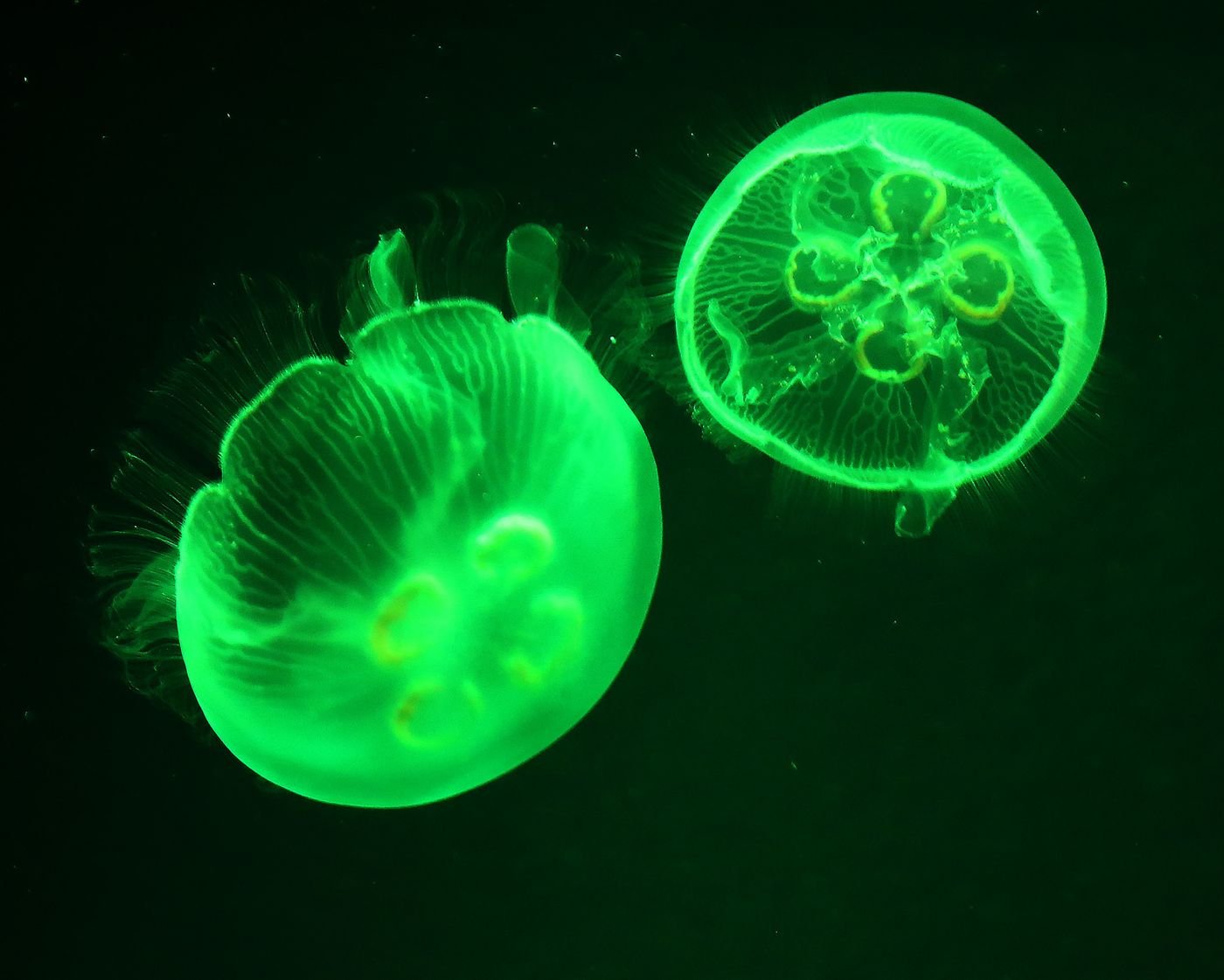 Green Moon Jellyfish