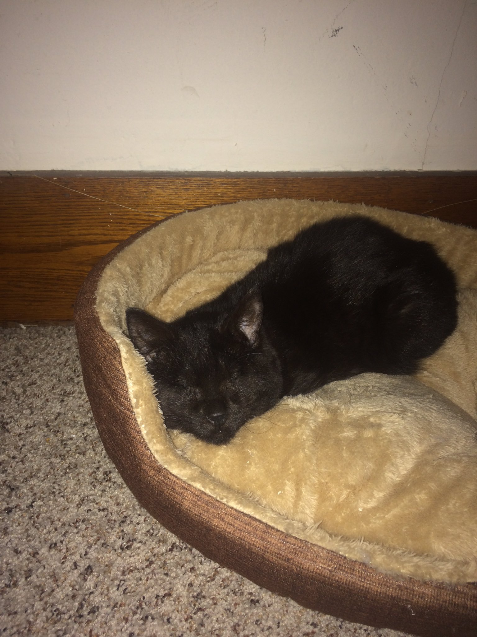 Facepalm Kitten