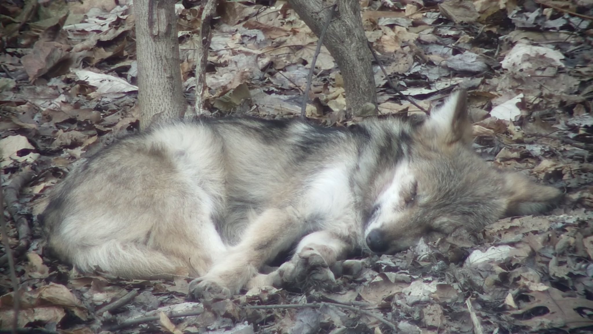 Grey Wolf Pup Sleeping