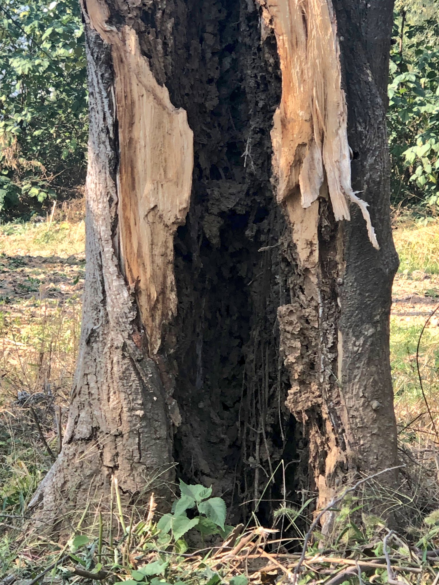Termite Damage Tree