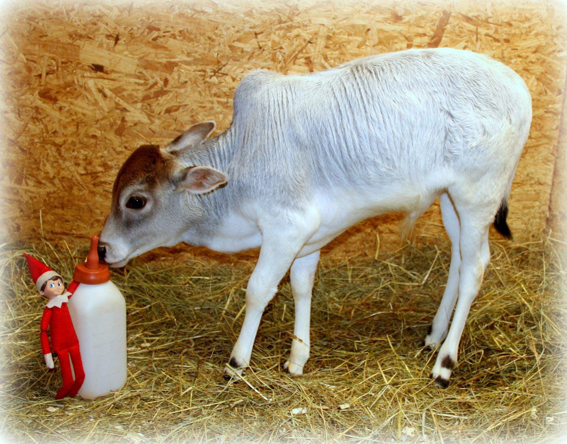 Miniature Zebu