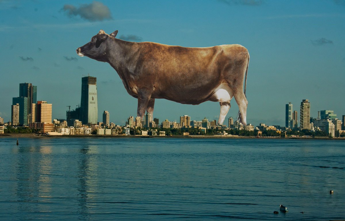 Massive mutated cow captivates thousands: Unprecedented attraction ...