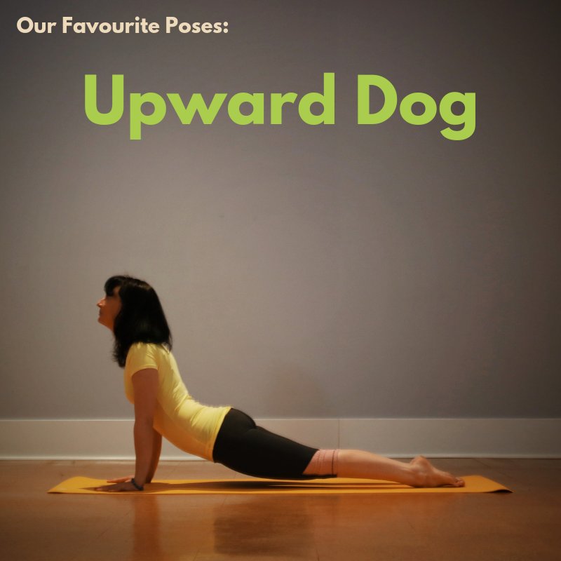 Upward Dog Pose Yoga