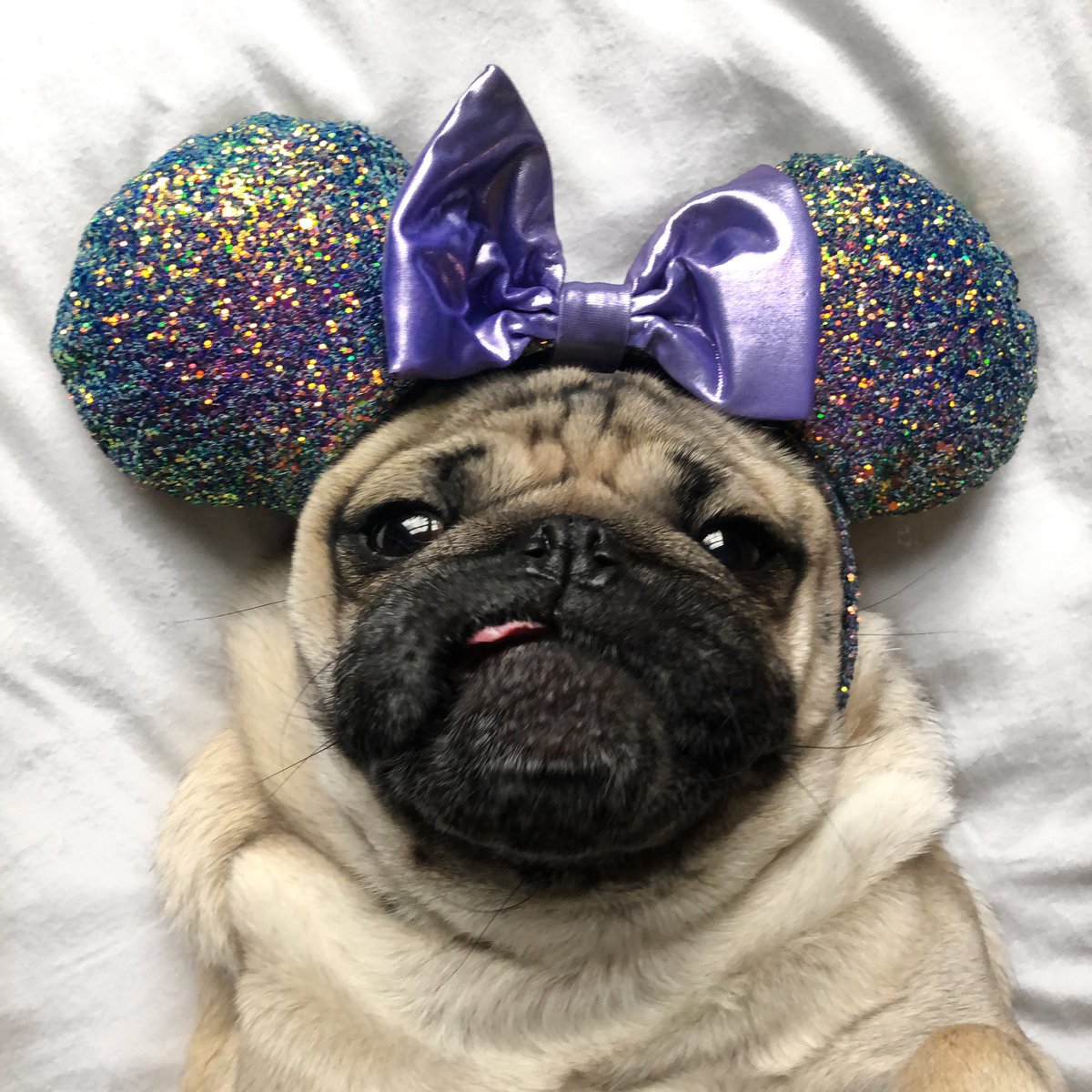 368 best Twitter u/itsdougthepug images on Pholder | As a ...