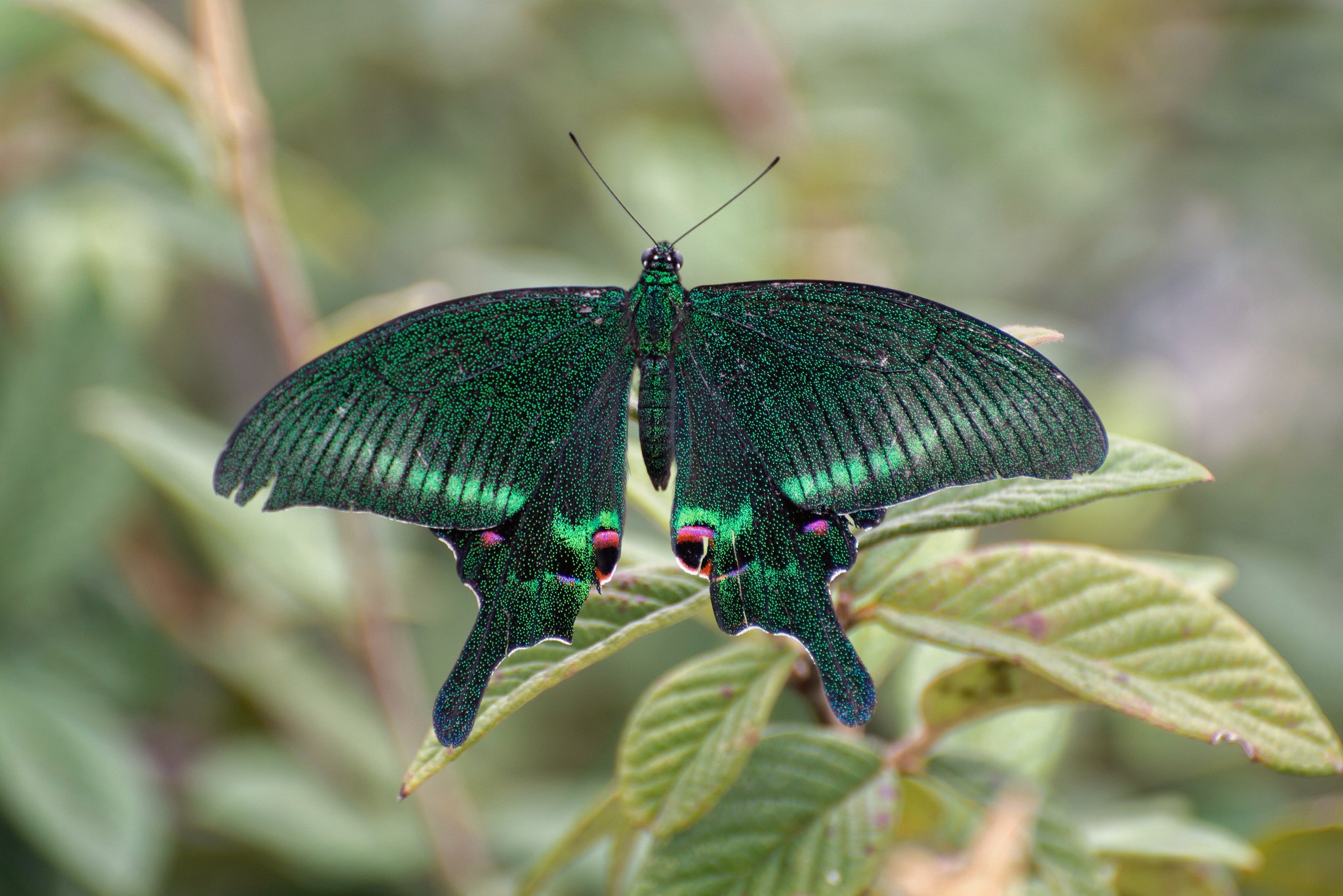 Chinese Peacock Butterfly