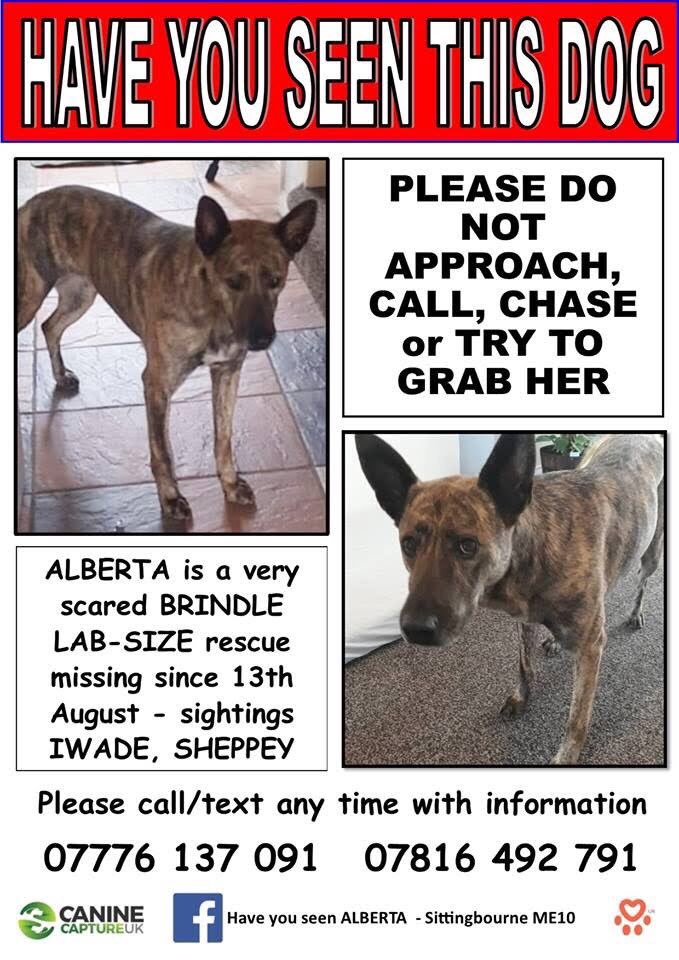 Who To Call To Pick Up Stray Dogs