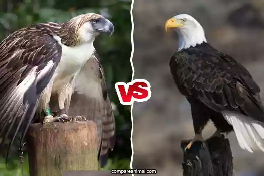 American Eagle Vs Bald Eagle