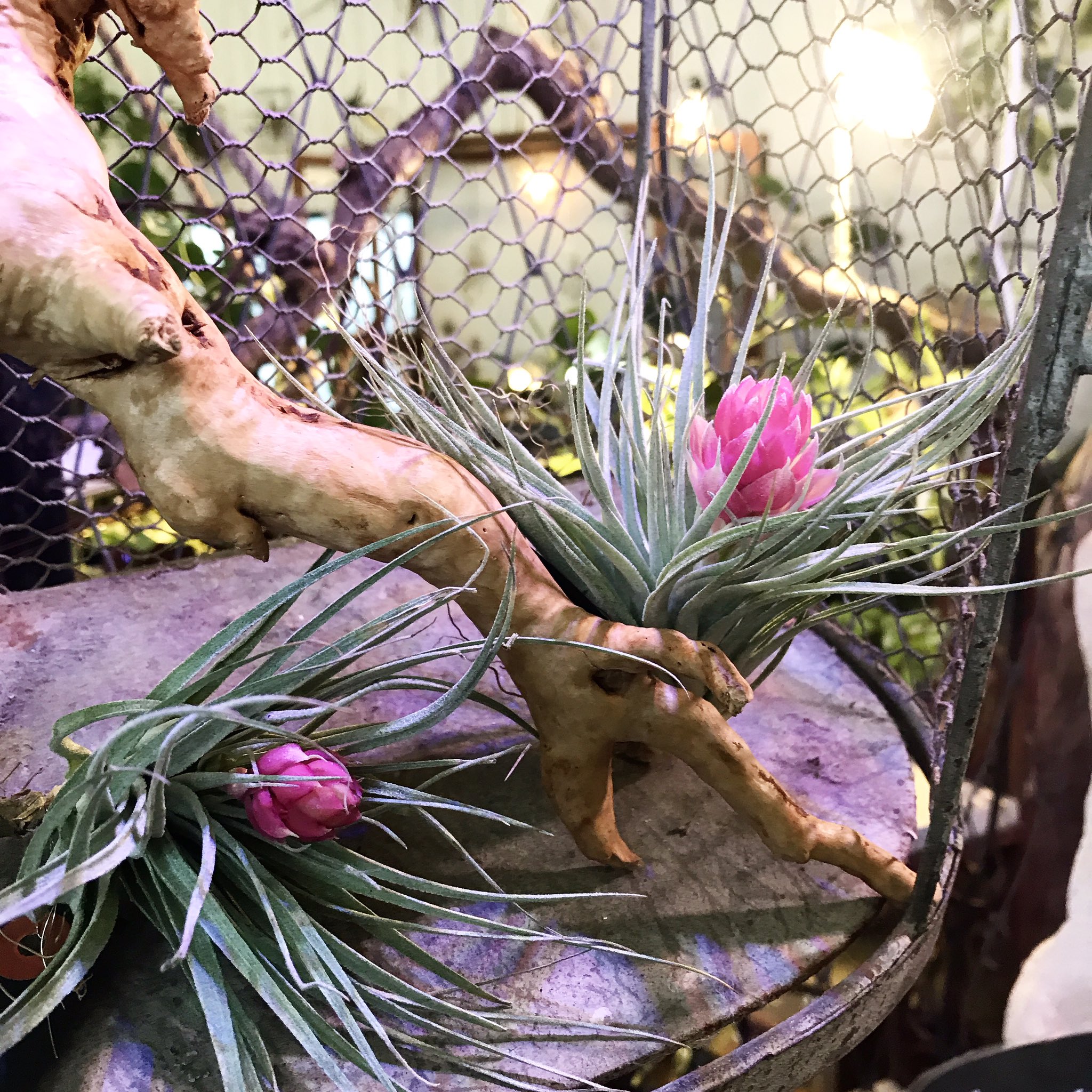 cotoha on Twitter: "コットンキャンディ入荷してます。お花がかわいいです〜 https://t.co/ty9azyVGe1" / Twitter