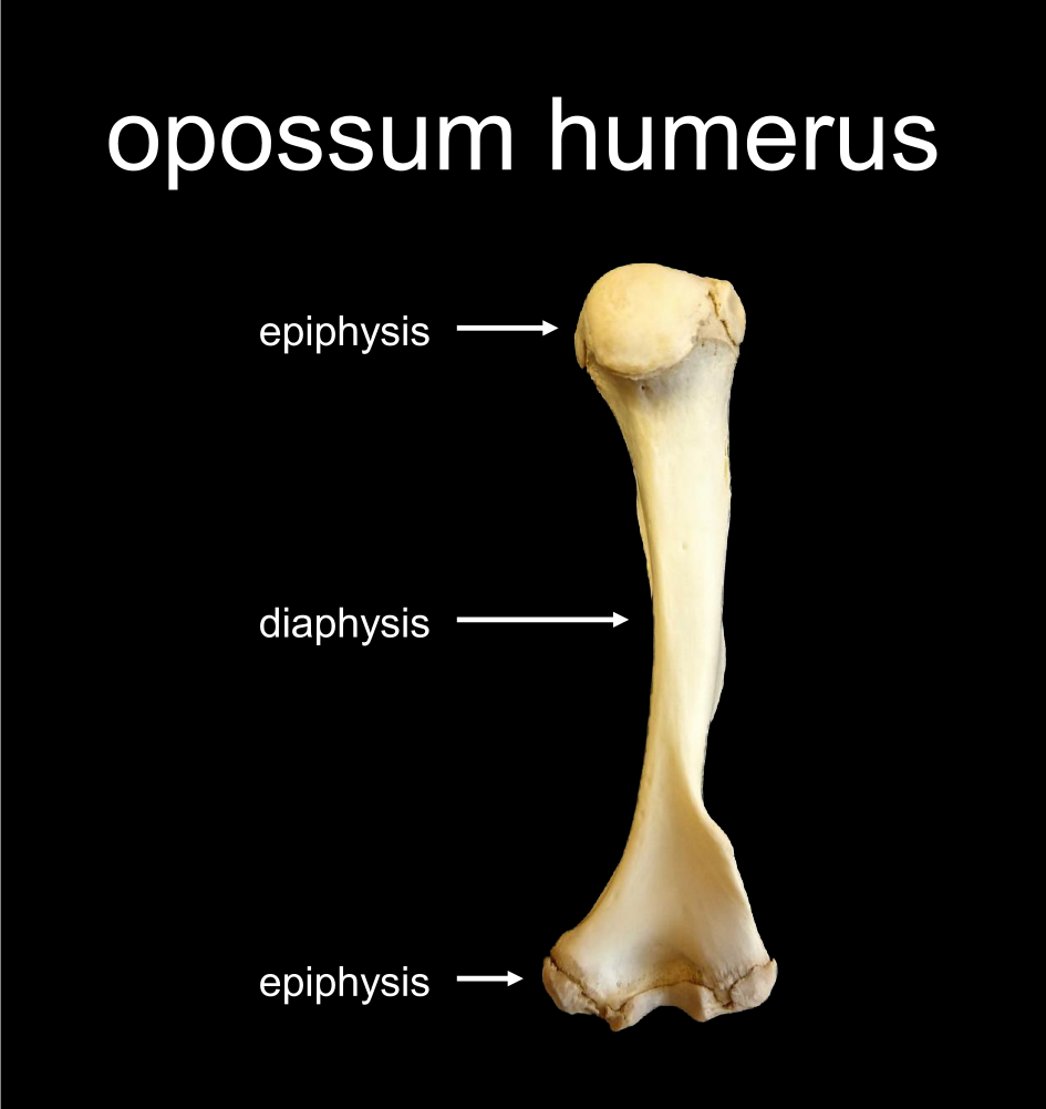 Humerus Labeled Diagram