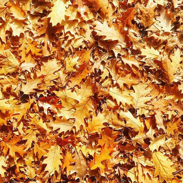 stefano mirti on Twitter: "leaves…