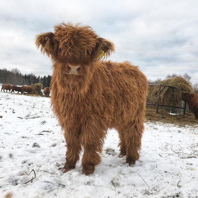 Highland Cow In Snow