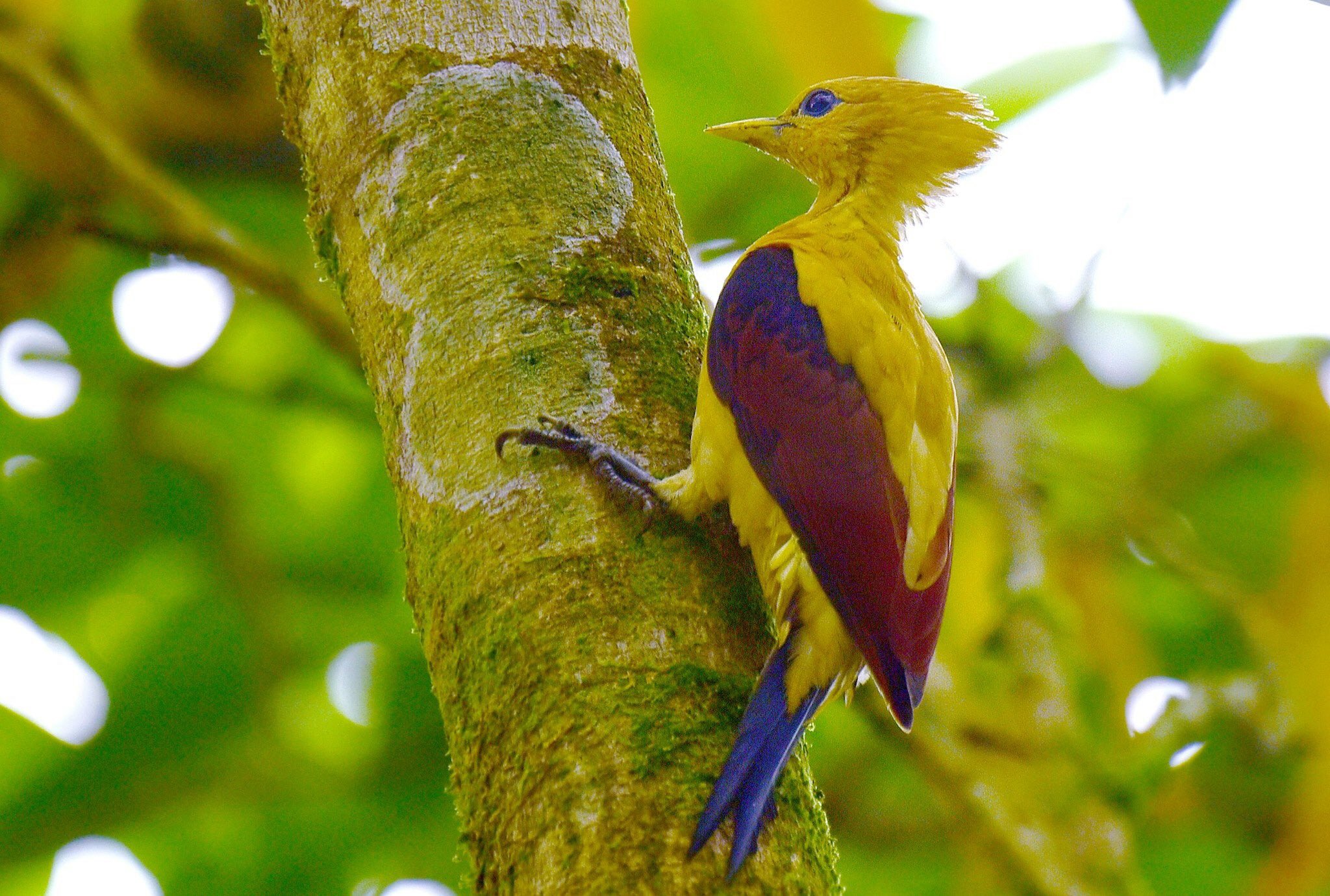 Yellow Woodpecker
