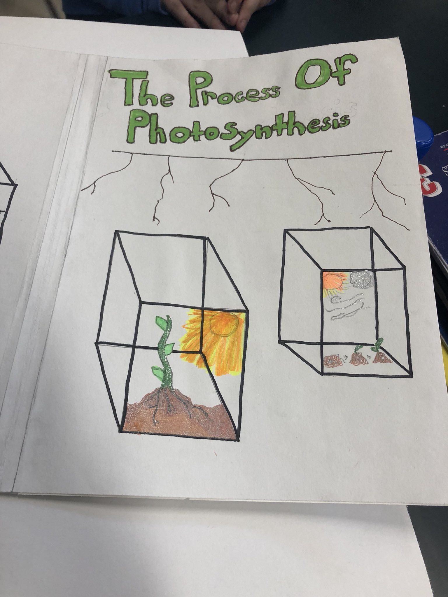 Photosynthesis Project Ideas