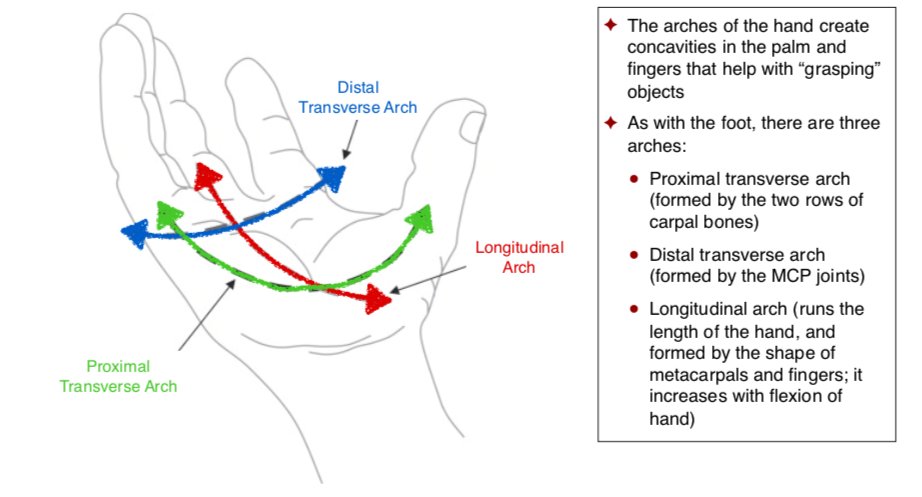 Transverse Arch In Hand
