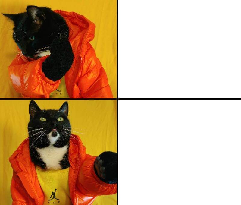 Blep Memes BLEHHHHH :P Cat | Know Your Meme