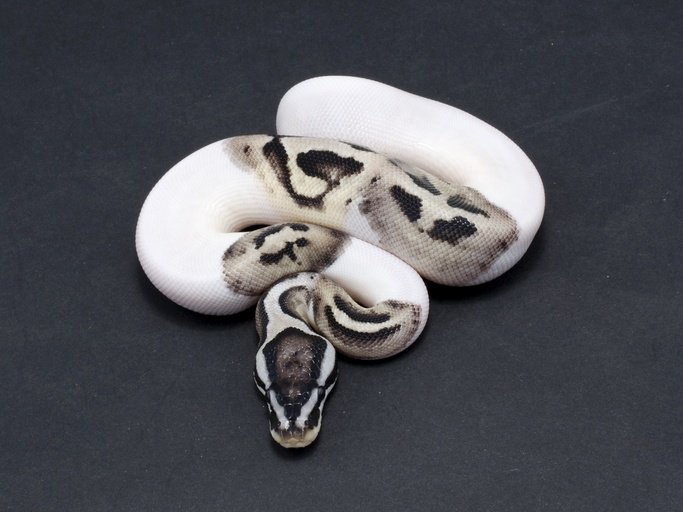Axanthic Pied Ball Python