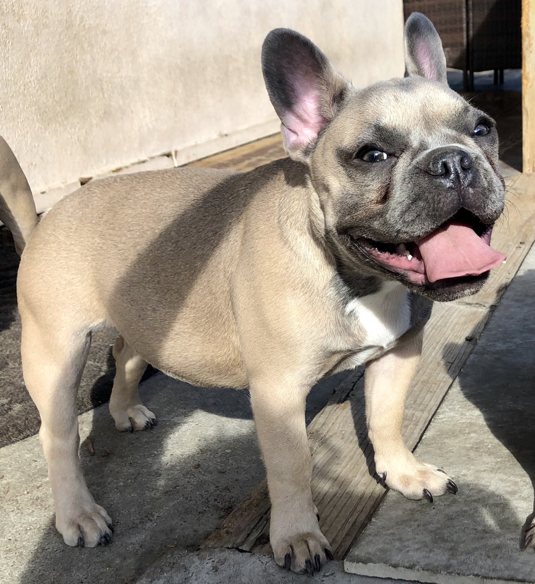 What Is A Blue Fawn Dog