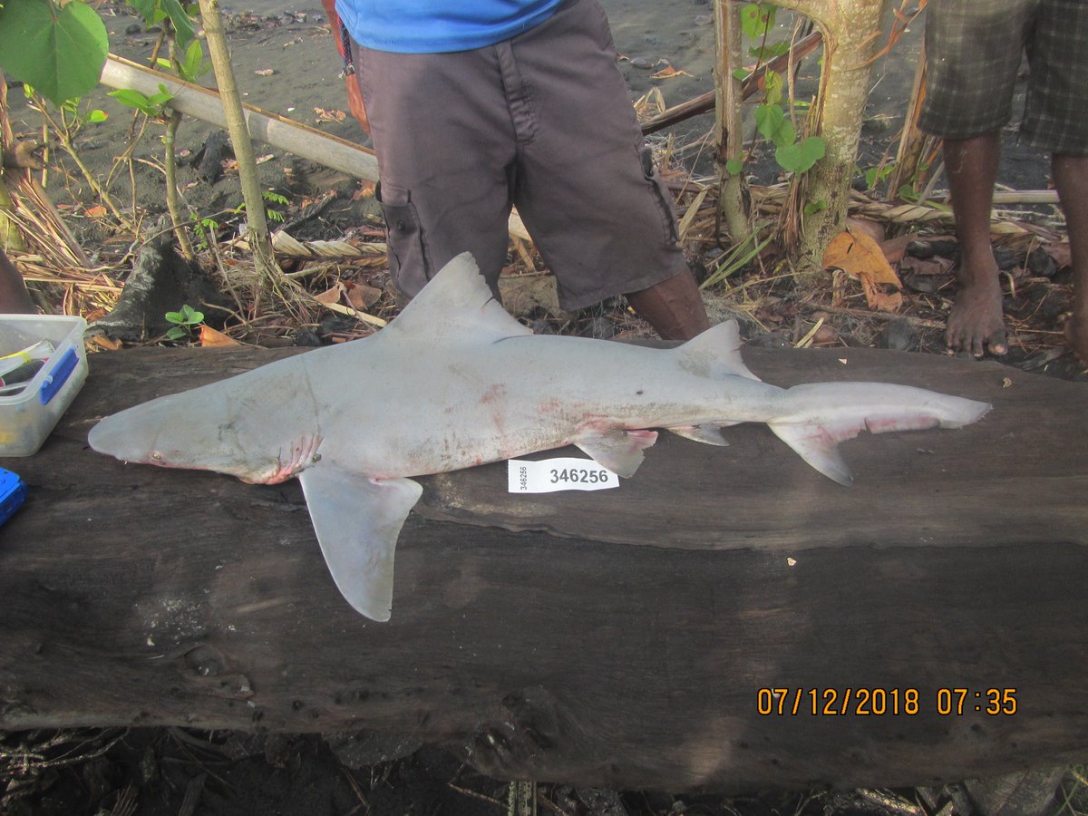 Northern River Shark