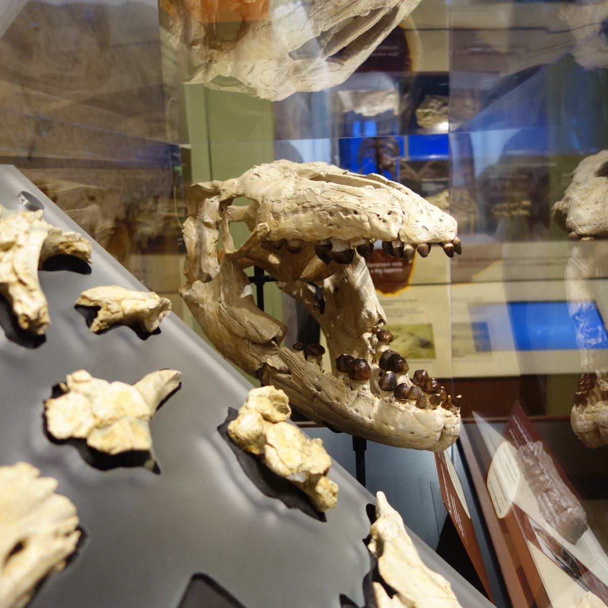 Prehistoric Beast Of The Week: Globidens: Beast Of The Week, 45% OFF