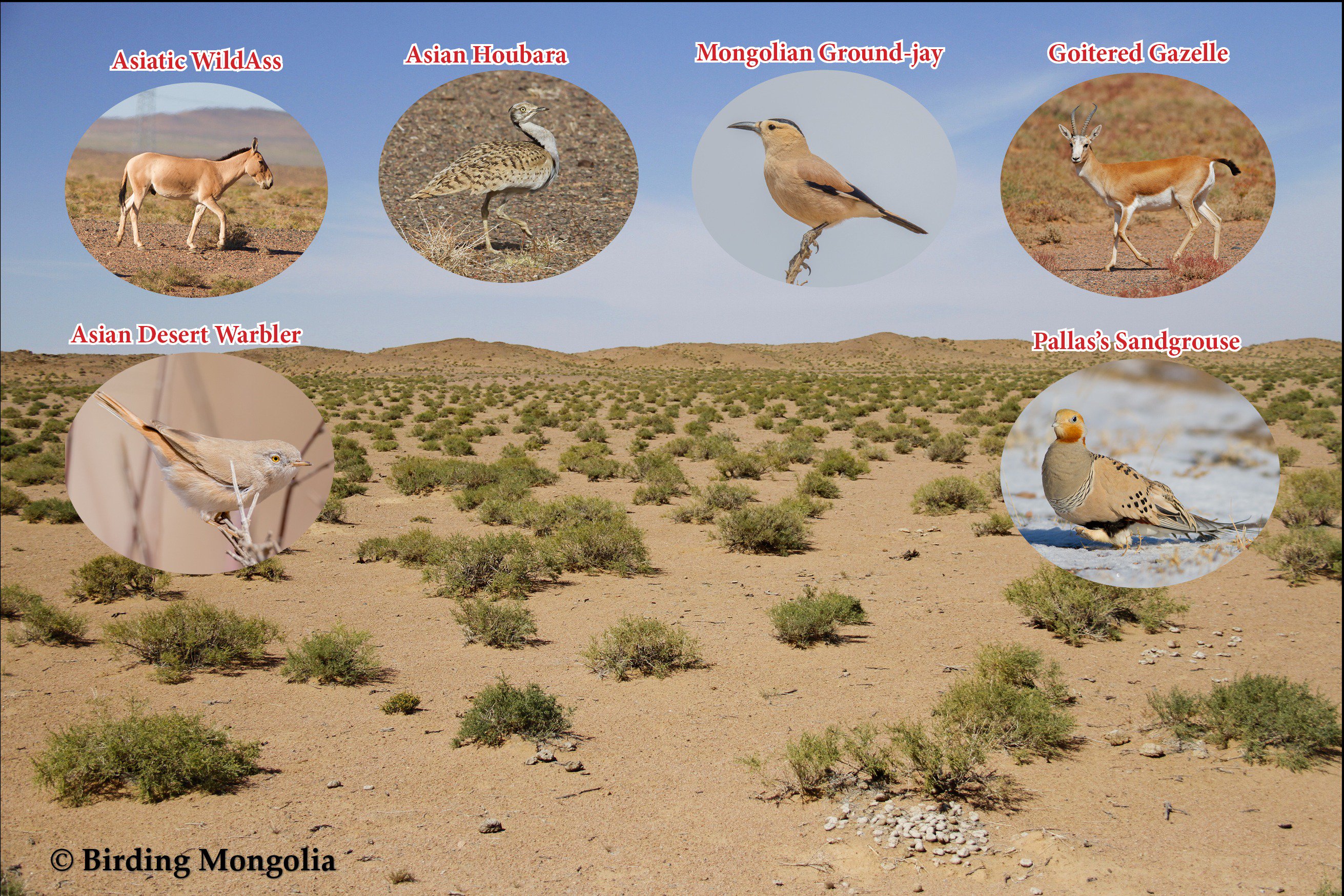 Gobi Desert Animals And Plants