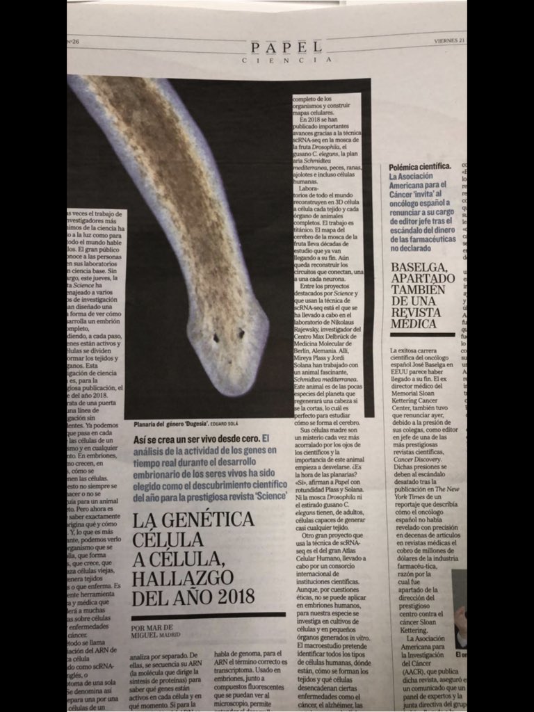 Microscopio Dugesia