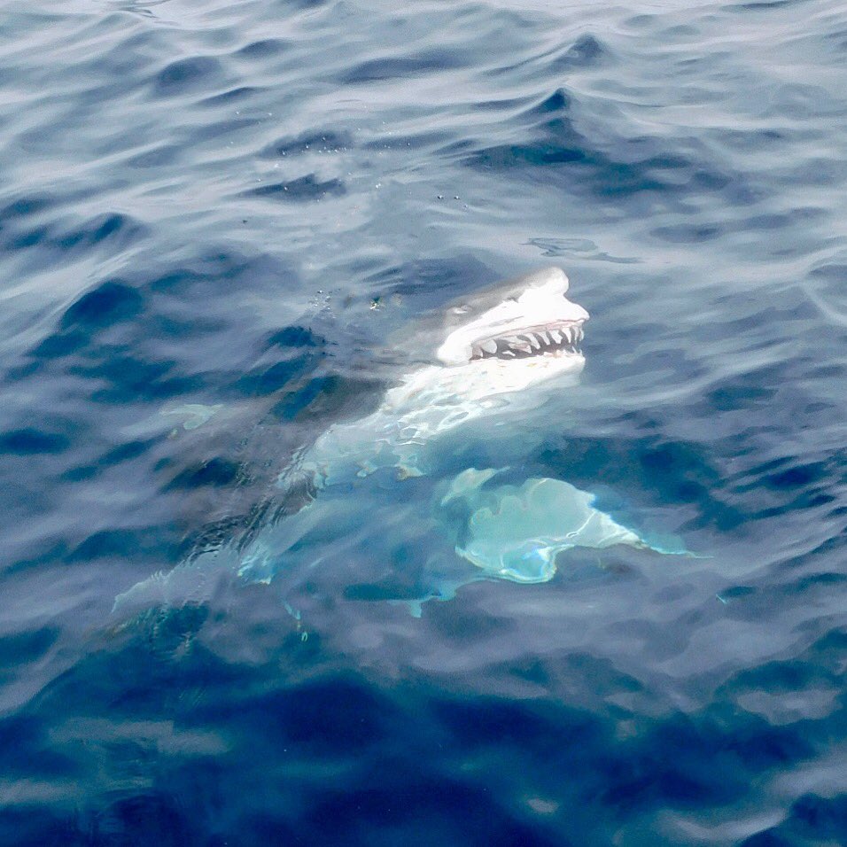 Great White Shark From Below