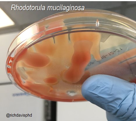 Rhodotorula Mucilaginosa
