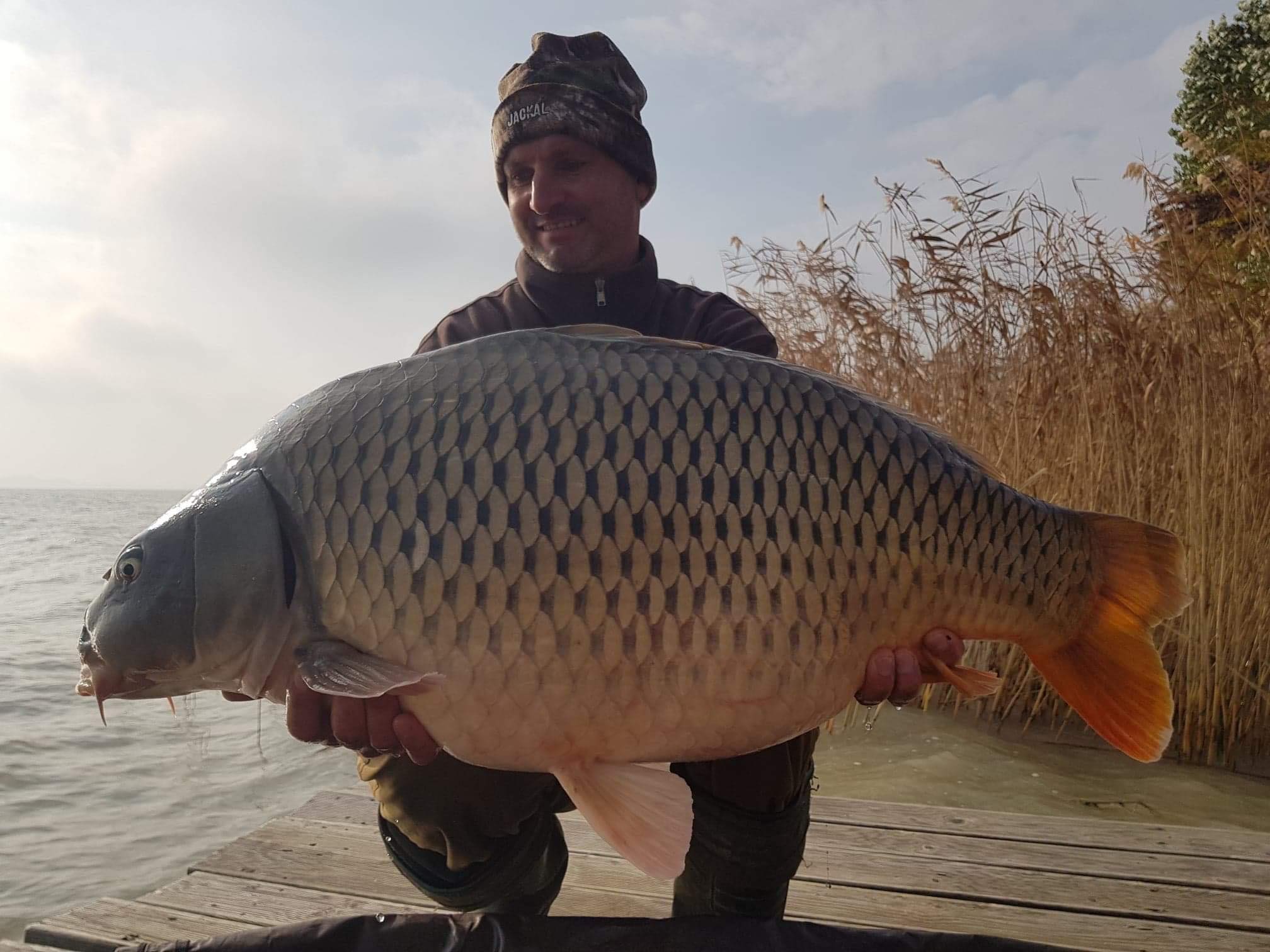 Huge Carp