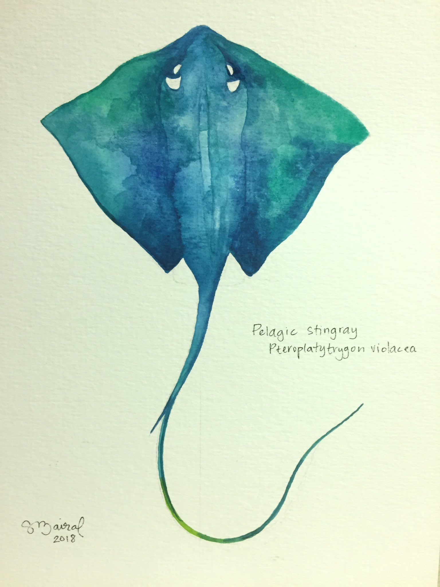 Stingray Painting
