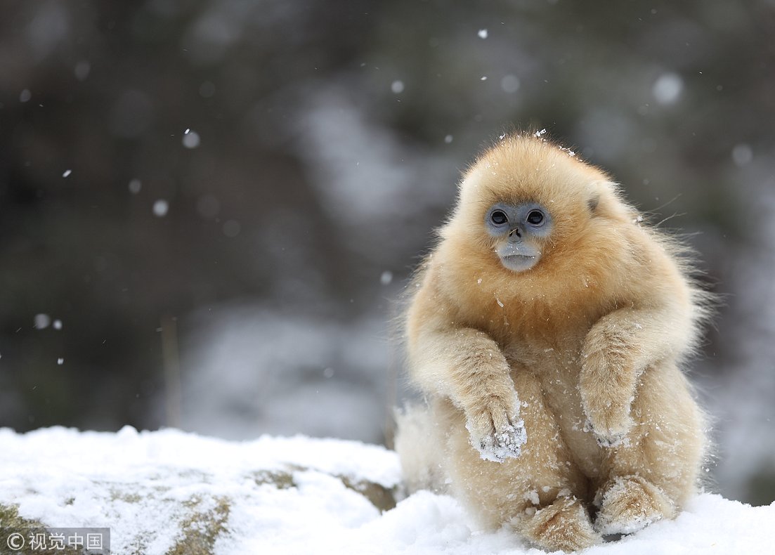 Photos capture the rare moment a wild golden monkey directs its ...