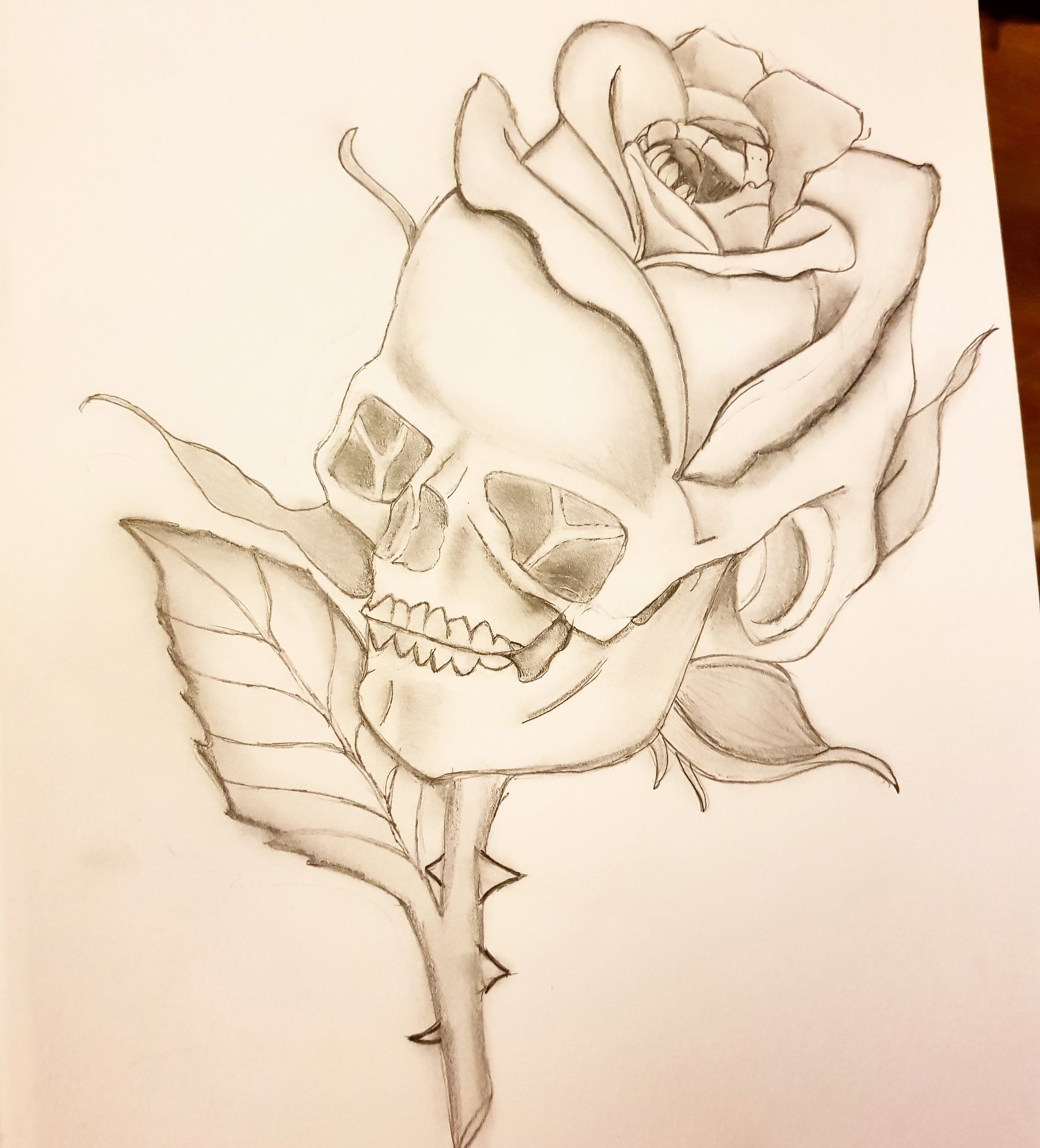 Rose And Skull Drawings