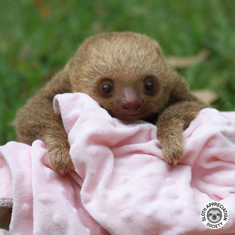 Baby Two Toed Sloth