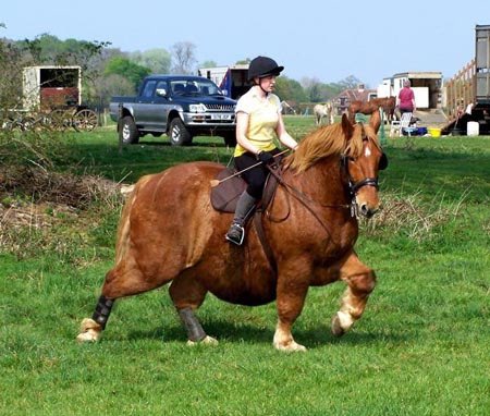 Really Fat Horse