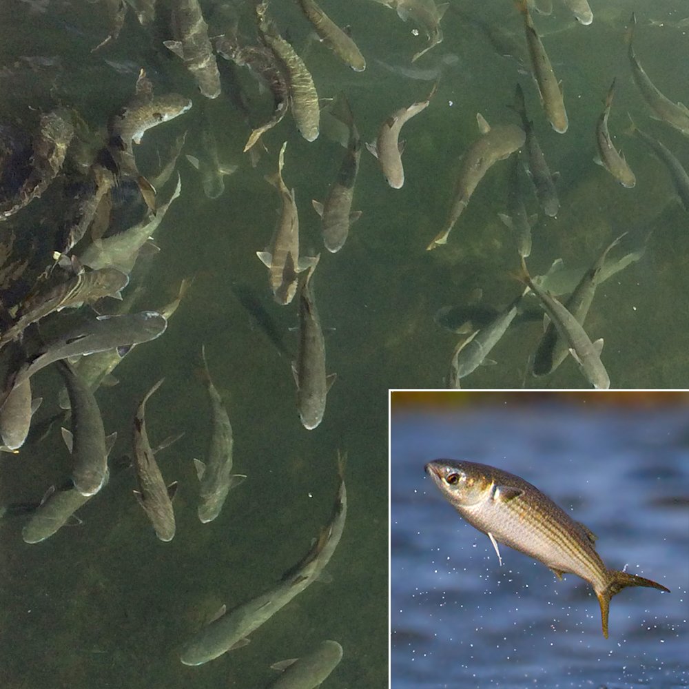 Mullet Fish Jumping Out Of Water