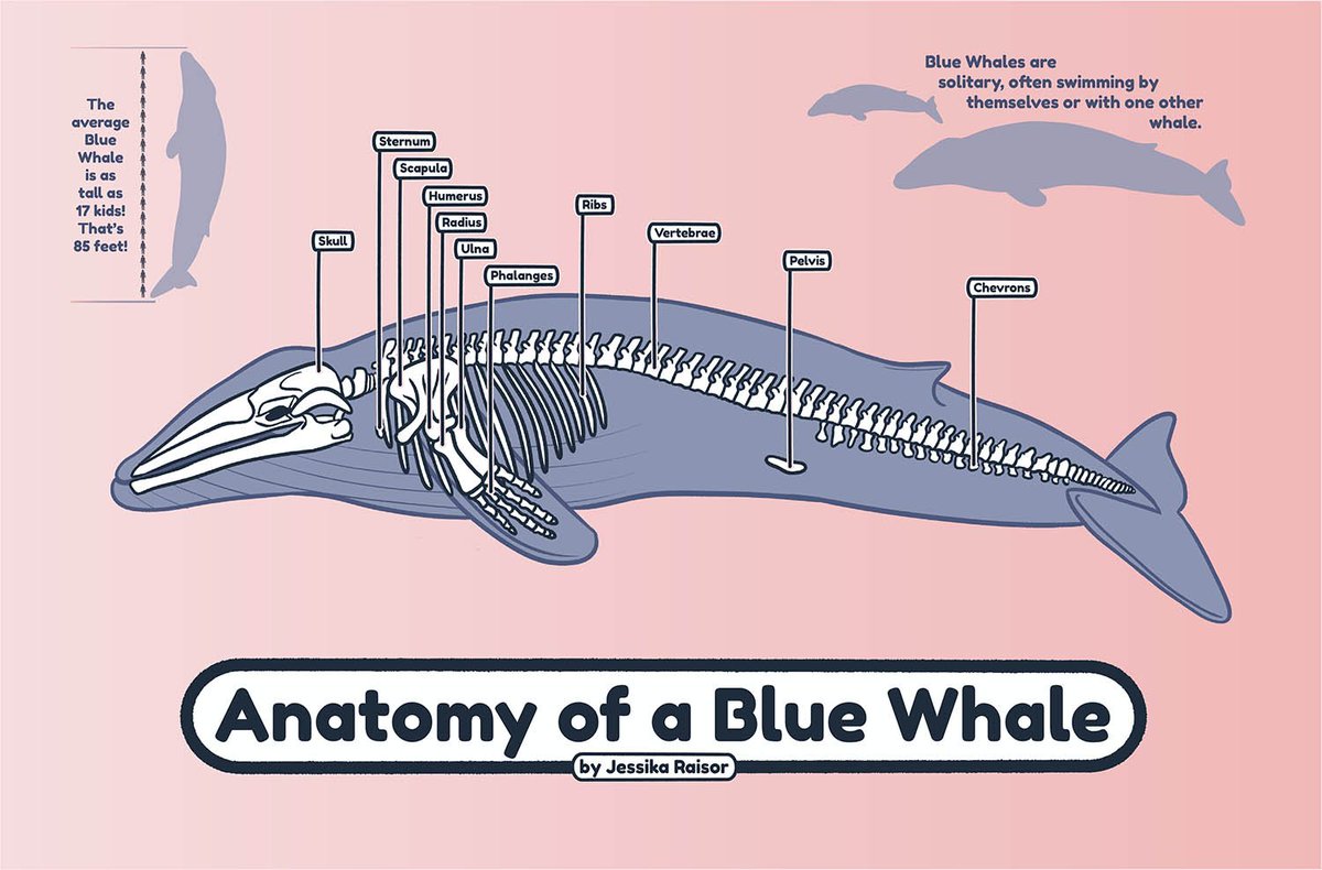 Whale Skeleton Diagram