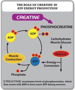 Creatine Phosphate Muscle Contraction