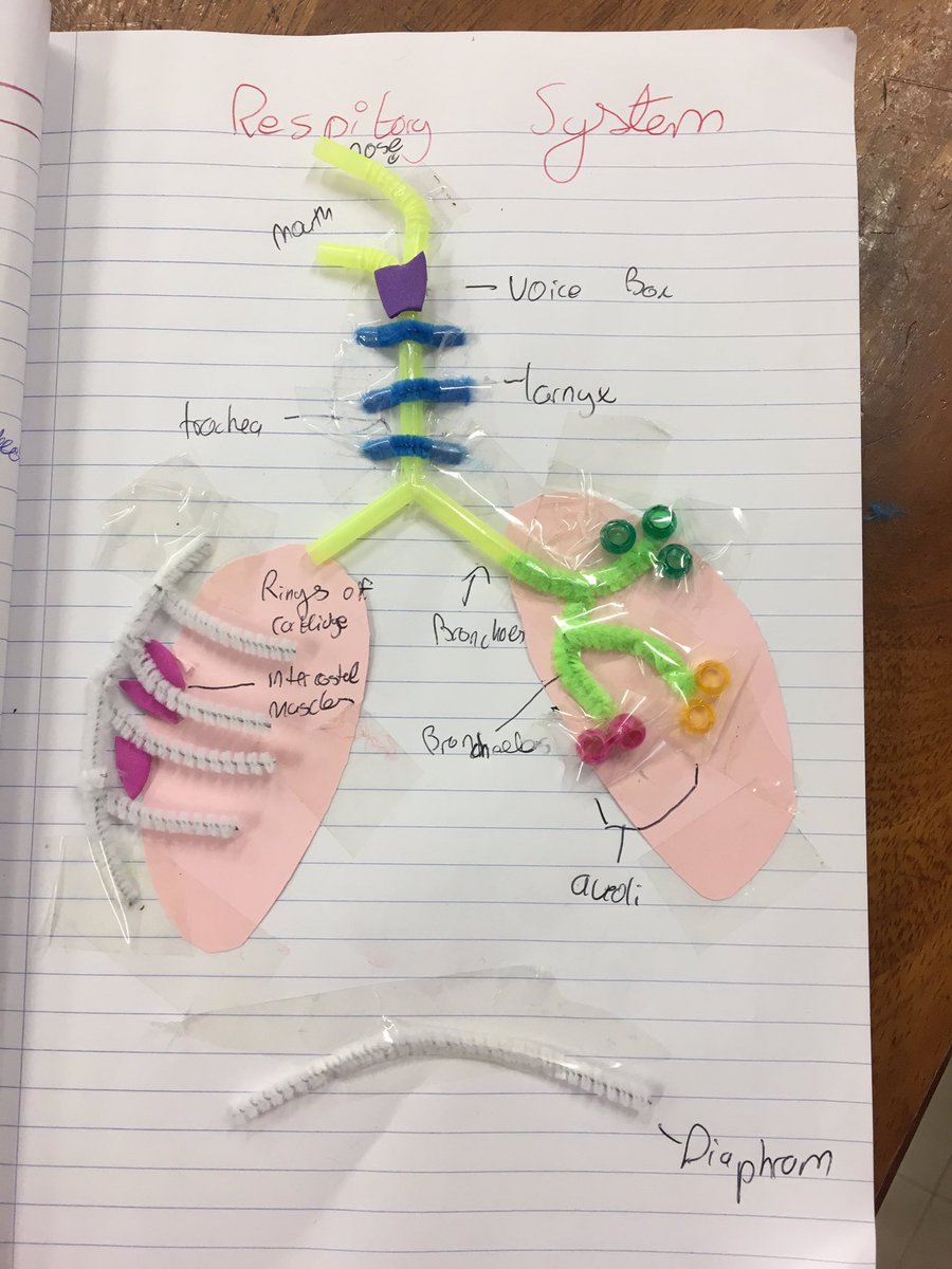 How To Make A Respiratory System Model For Kids