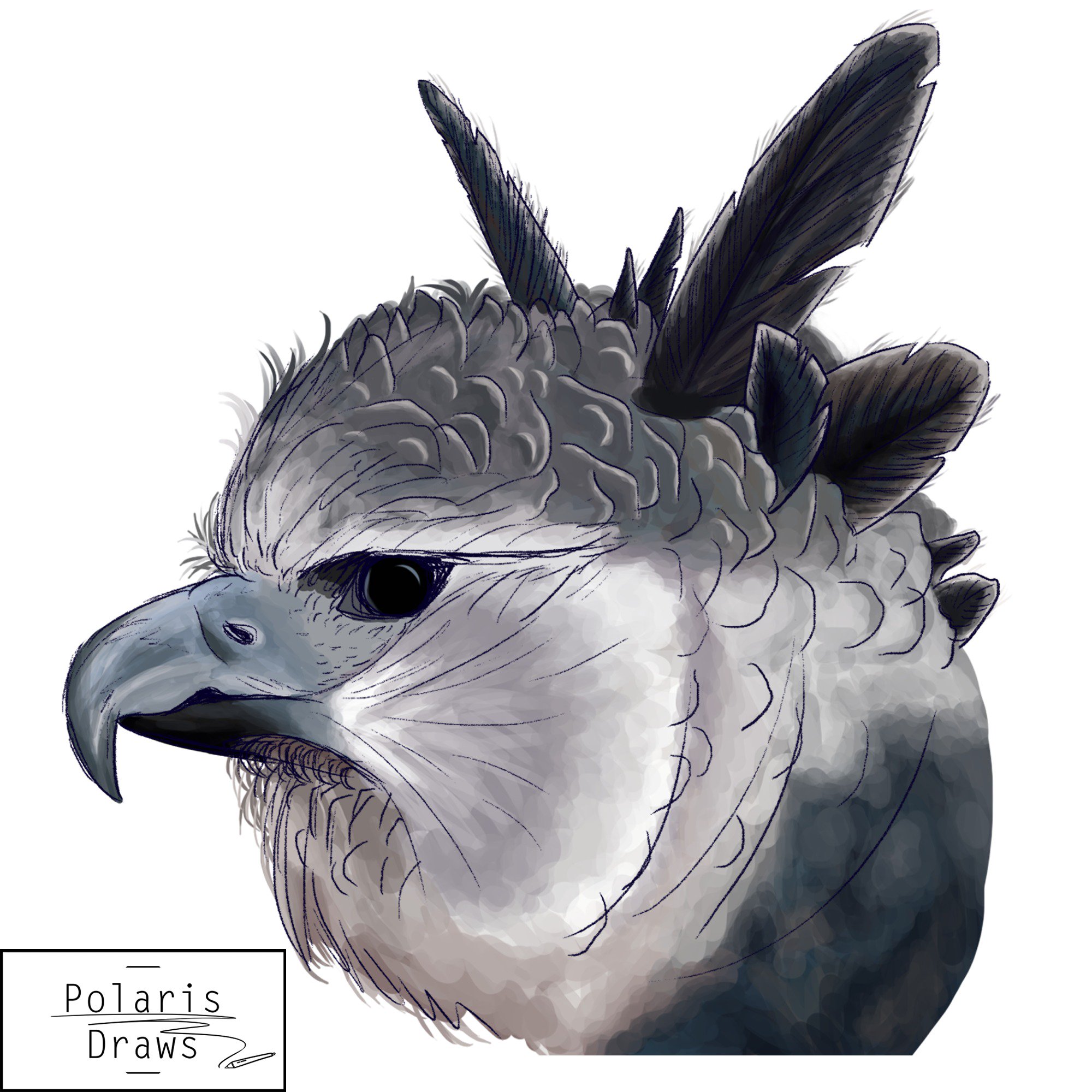 Harpy Eagle Drawing