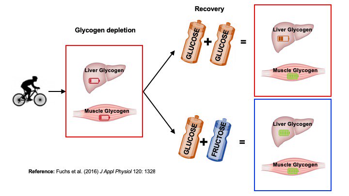 Glycogen Liver