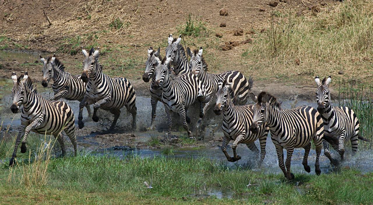 Zebras Running From Predator