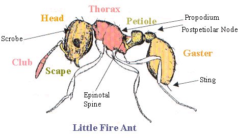 Fire Ants Diagram