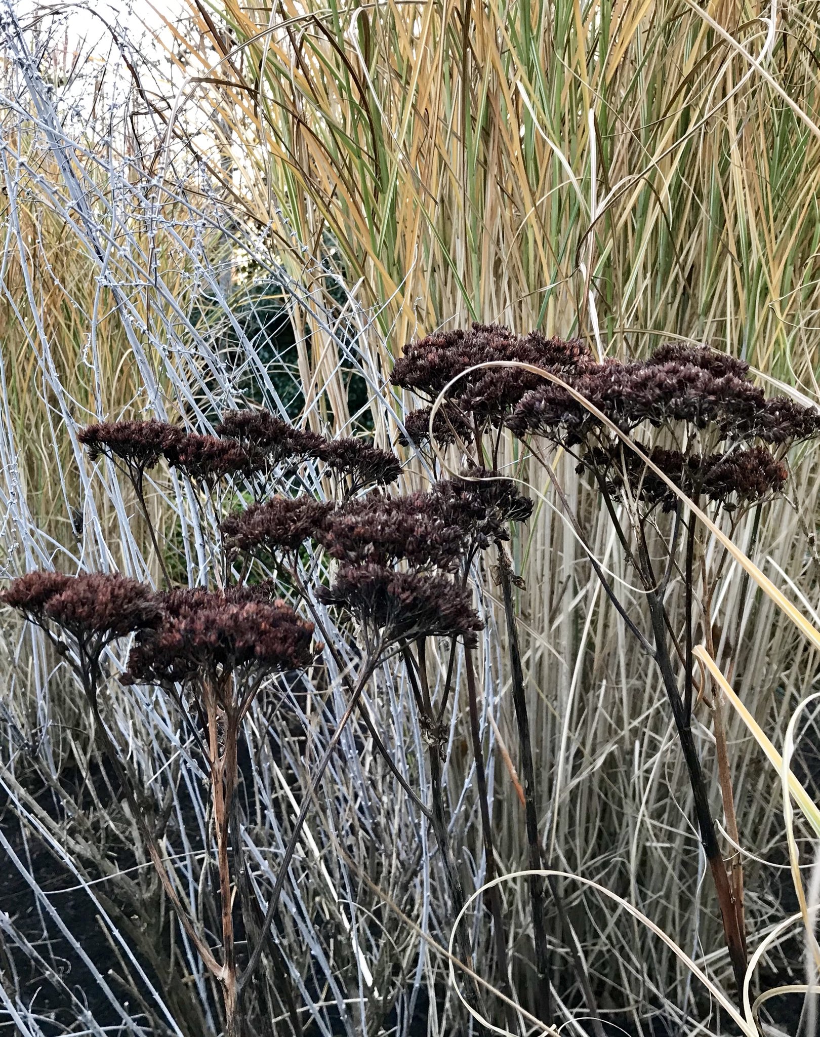 Alex Forster on Twitter: "By resisting the urge to cut everything down as soon as autumn comes ...