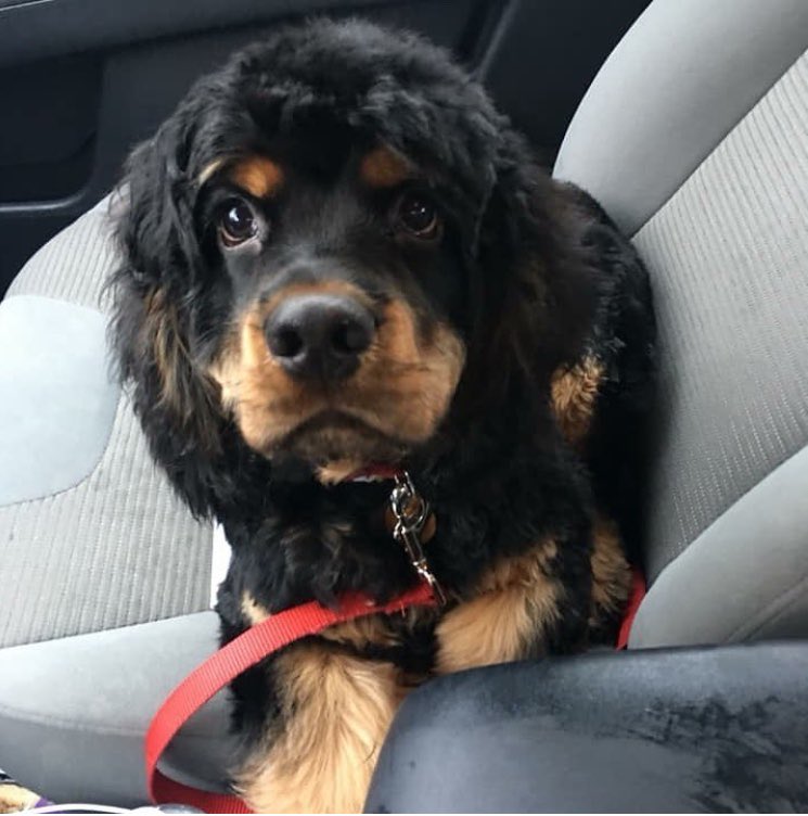 Cocker Spaniel Rottweiler Mix Puppy